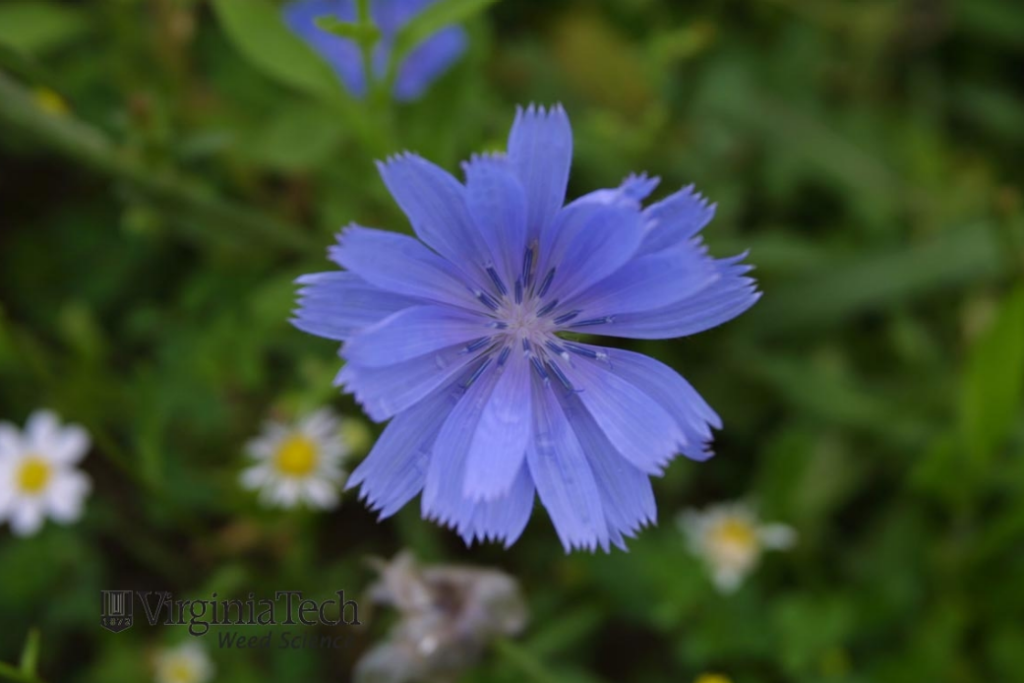 Lawn & Garden | Virginia Cooperative Extension | Virginia Tech