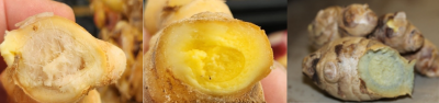 Growing Ginger at Home | Virginia Cooperative Extension | Virginia Tech